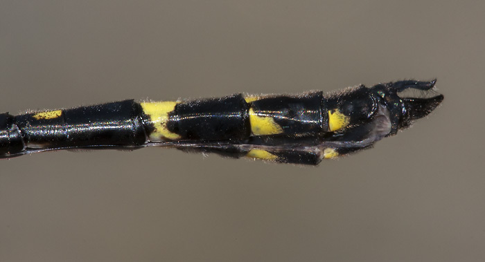 Macromia margarita (Mountain River Cruiser) (Dragonflies and ...