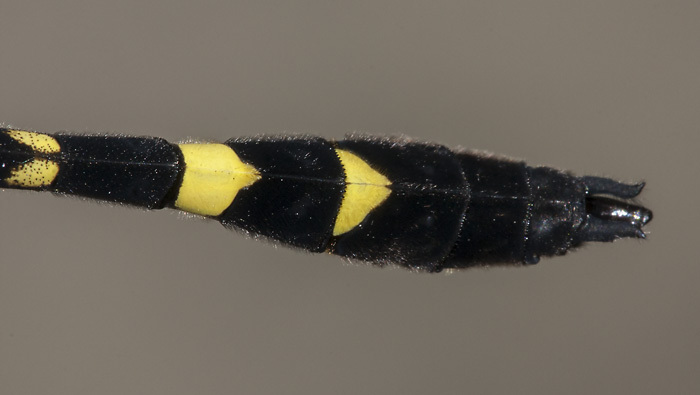 Macromia margarita (Mountain River Cruiser) (Dragonflies and ...