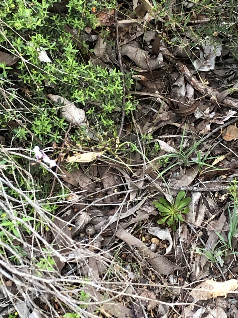 Lovely Triggerplant from Hills Ward, Karragullen, WA, AU on November 23 ...