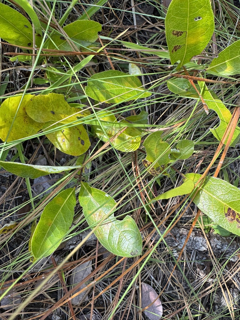 Gopher apple from Highlands County, FL, USA on November 22, 2025 at 01: ...