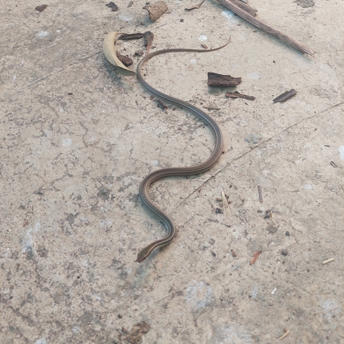 Cope's Antilles Snake (Hypsirhynchus parvifrons) - Snakes and Lizards