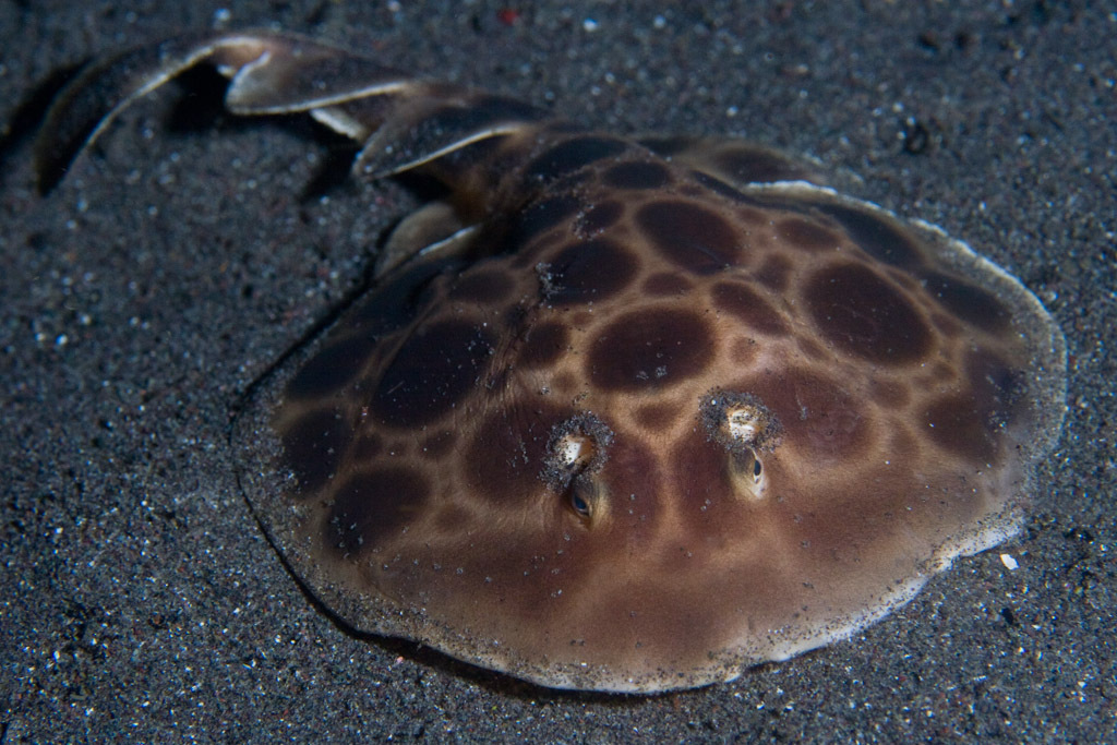 Indonesian Numbfish (Narcine baliensis) - Marine Life Identification