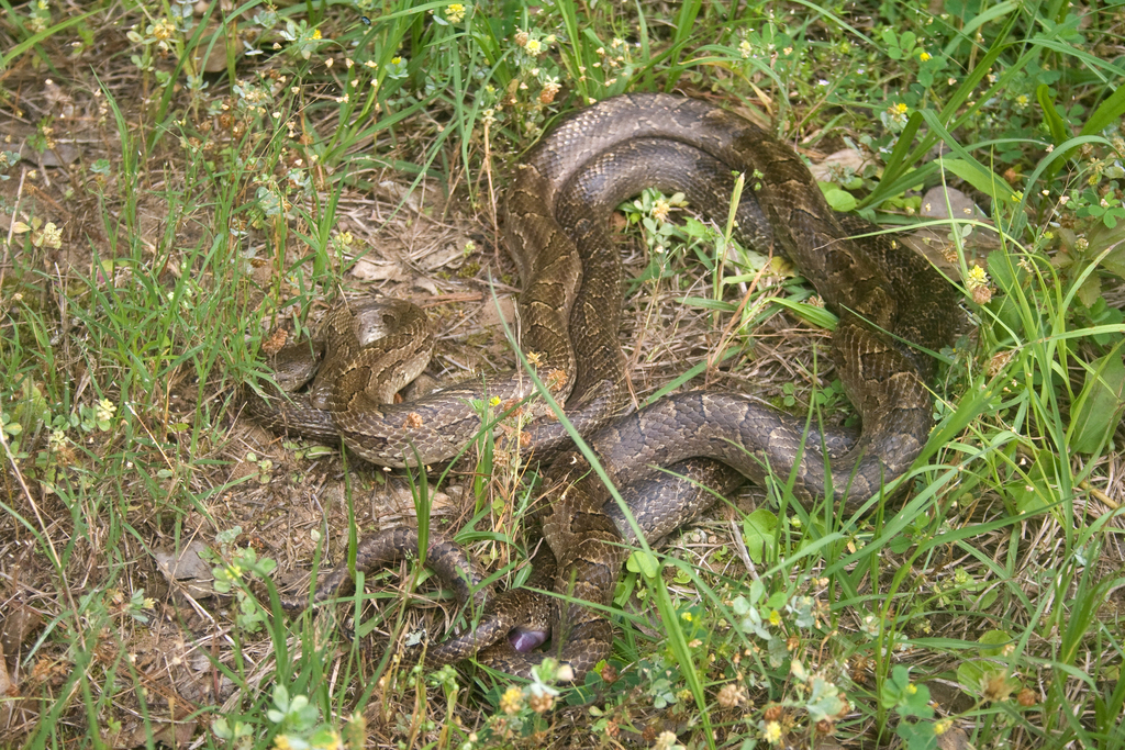 Prairie Kingsnake from Smith County, TX, USA on May 10, 2009 at 11:57 ...