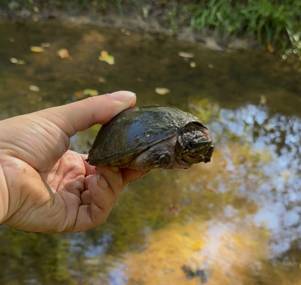 Eastern Musk Turtle from Sunset Lake Rd, Newark, DE, US on October 4 ...