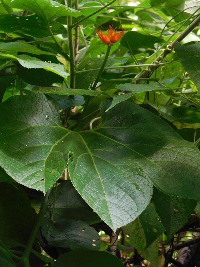 Gurania makoyana (Lam.) Cogn.