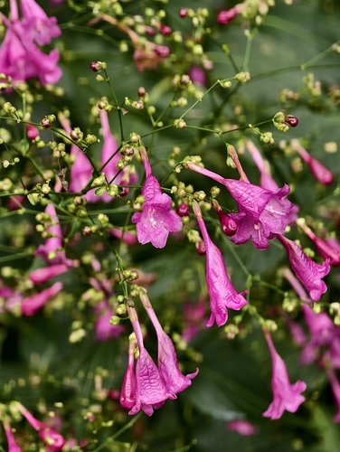 Chinese Rain Bell (Strobilanthes hamiltoniana) · iNaturalist