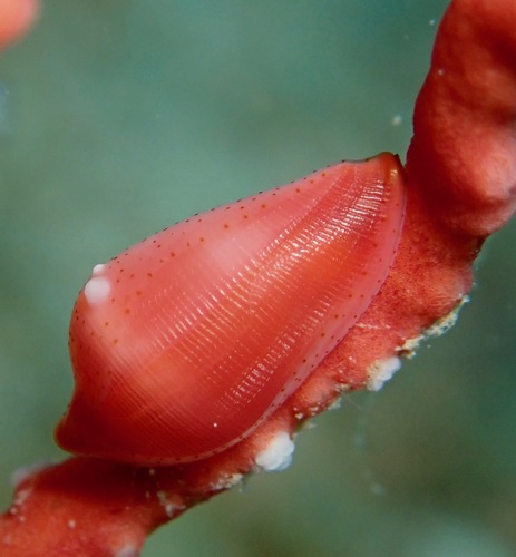 Genus Carpiscula · iNaturalist