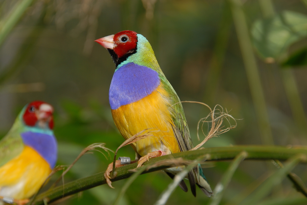 Gouldian Finch (Unique birds worldwide) · iNaturalist