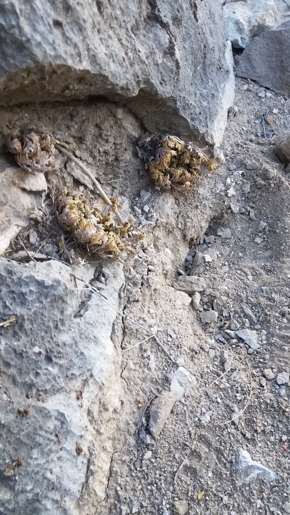 resurrection plant from Candelaria on January 6, 2020 at 09:59 AM by ...