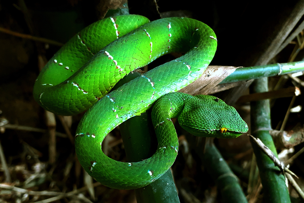 North Philippine Temple Pitviper from Valencia, Negros Oriental ...