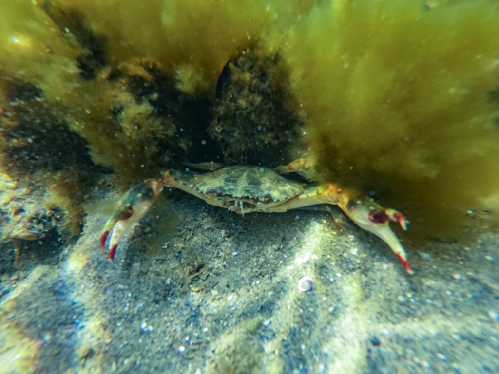 Asian Paddle Crab from Whangapoua Estuary, Auckland, New Zealand on ...