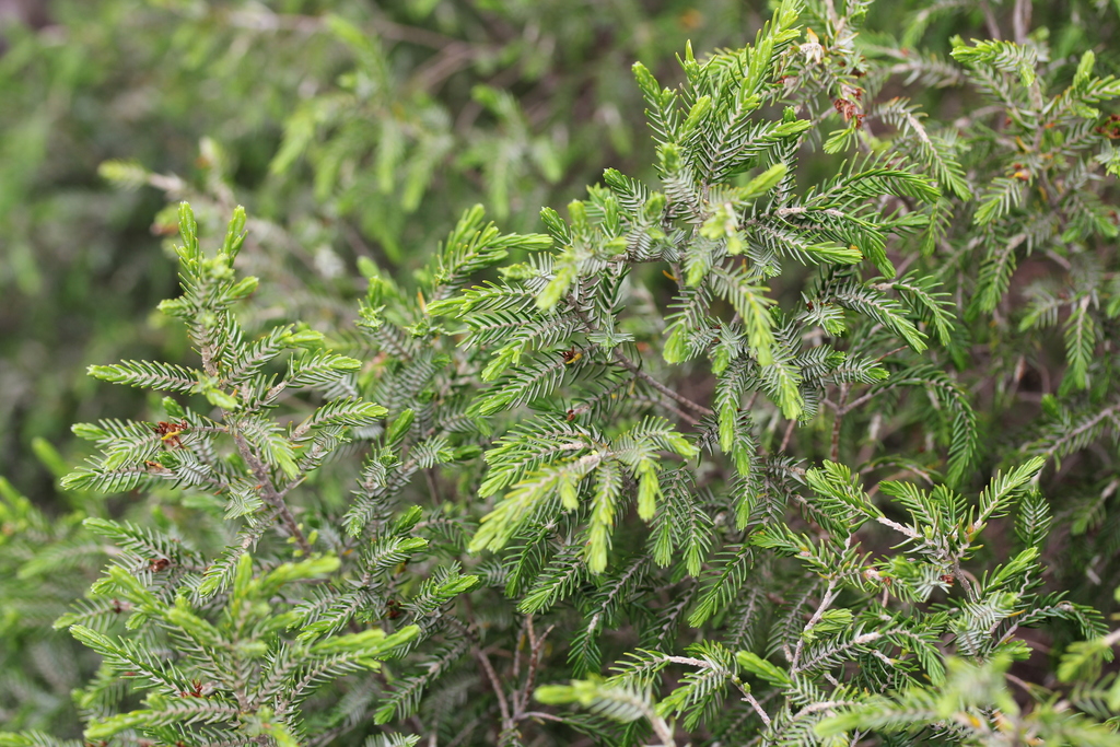vascular plants from Ongoye Forest Reserve, South Africa on December 28 ...