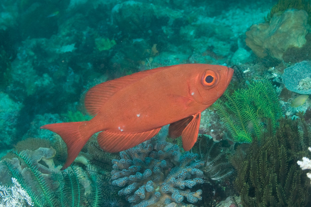 Crescent-tail Bigeye from Manggarai, Nusa Tenggara Timur, Indonesia on ...