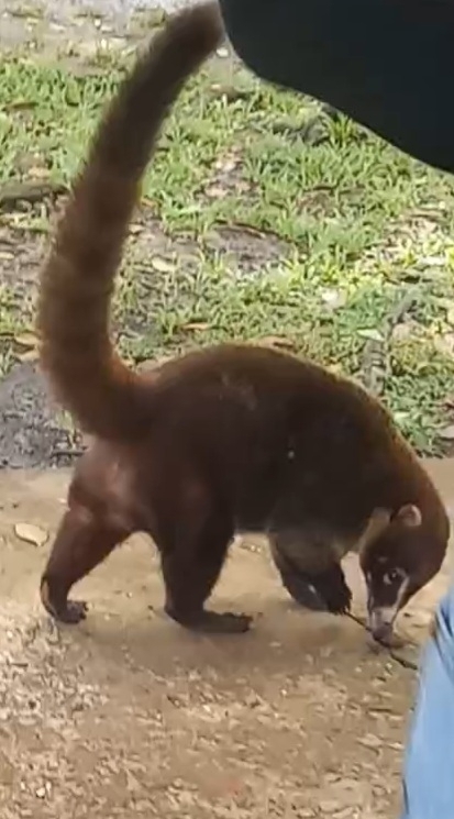 White-nosed Coati from XC4X+QQQ Vacamonte, Panamá fvv, bvtvvvvb vvv hv ...
