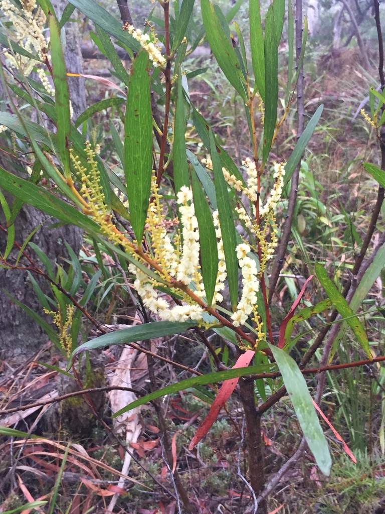 stiff-leaf wattle (Logan Native Wattles (Acacia family)) · iNaturalist