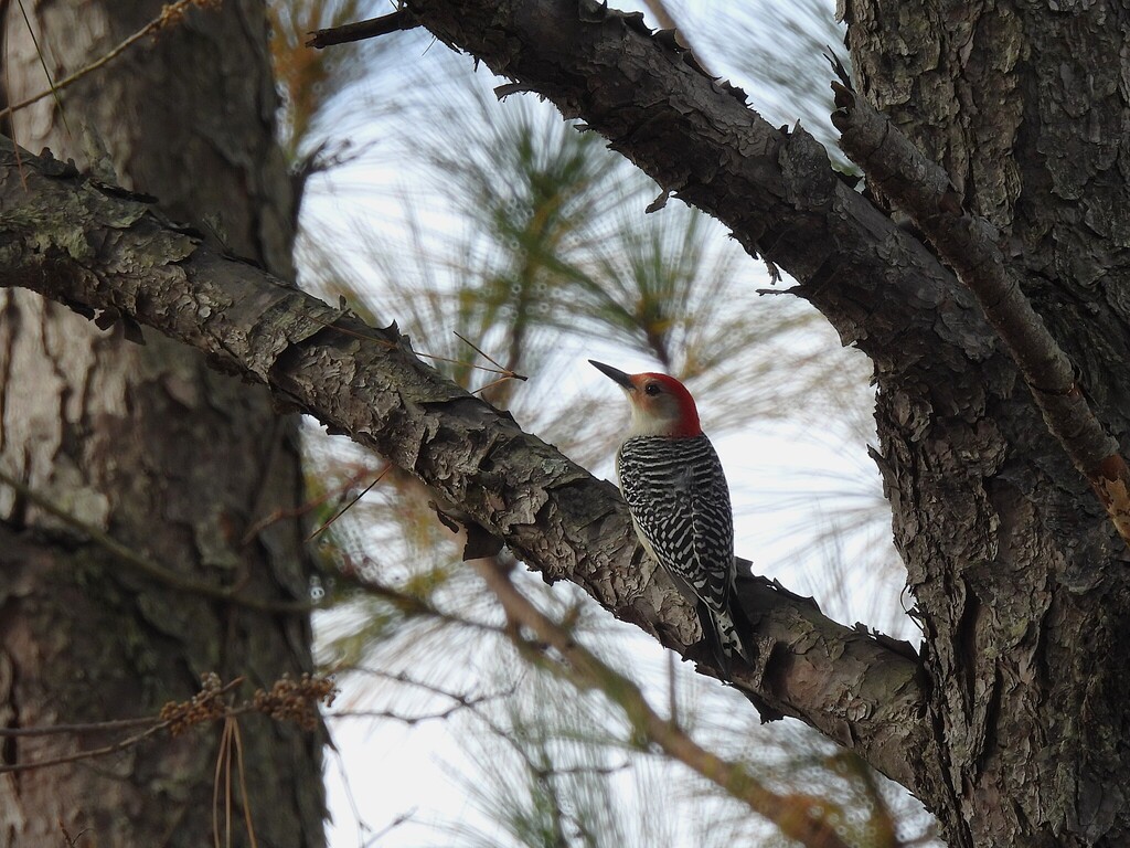 Red-bellied Woodpecker from Dam Neck, Virginia Beach, VA, USA on ...