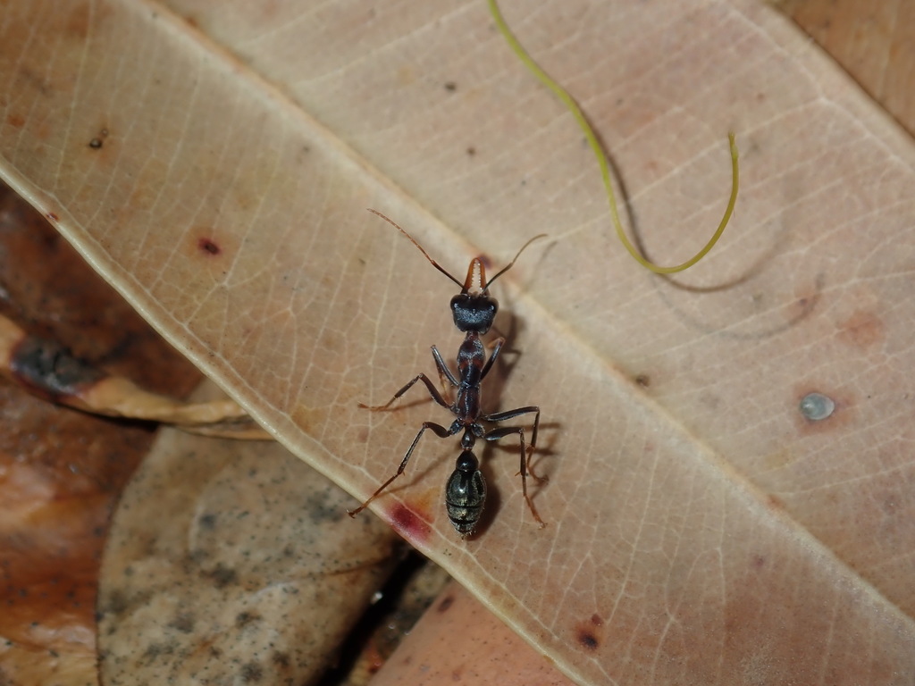 Jumping Jack Ant from North Haven NSW 2443, Australia on December 24 ...