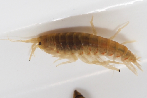 Northern Spring Amphipod (Gammarus pseudolimnaeus) · iNaturalist