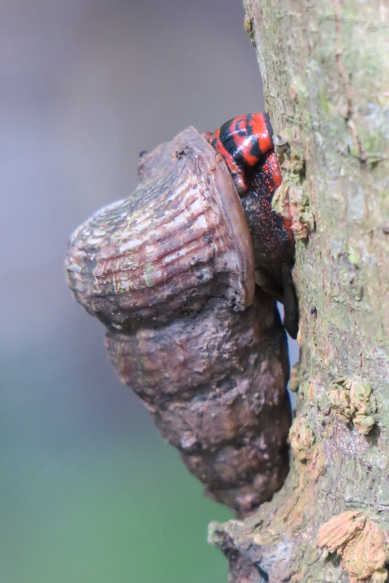 Cerithidea obtusa (Lamarck, 1822)