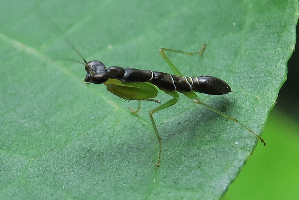 Asian Ant Mantis (Mantises of Malaysia,Singapore and Borneo) · iNaturalist