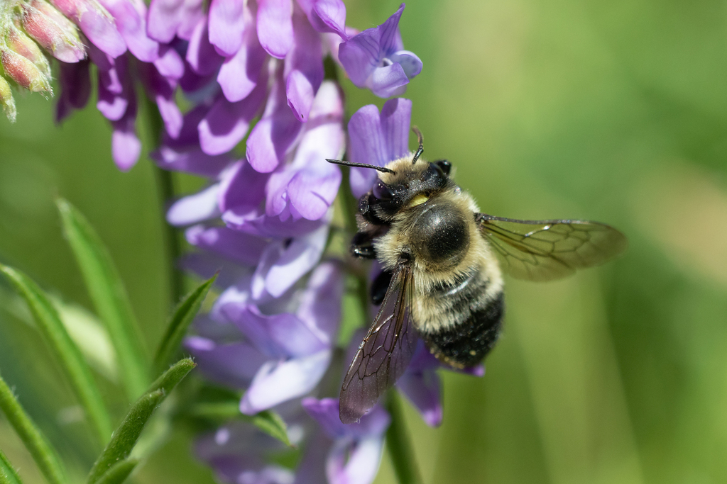 Black-and-gray Leafcutter Bee from Steuben, ME, USA on June 27, 2025 at ...