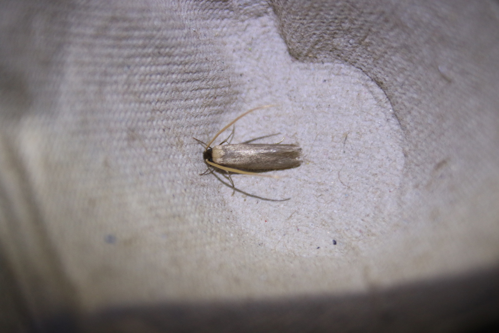 Edosa varians from Muscat, Oman on November 23, 2025 at 03:02 PM by ...