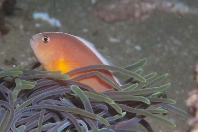 Skunk Anemonefish (Amphiprion akallopisos) - Marine Life Identification