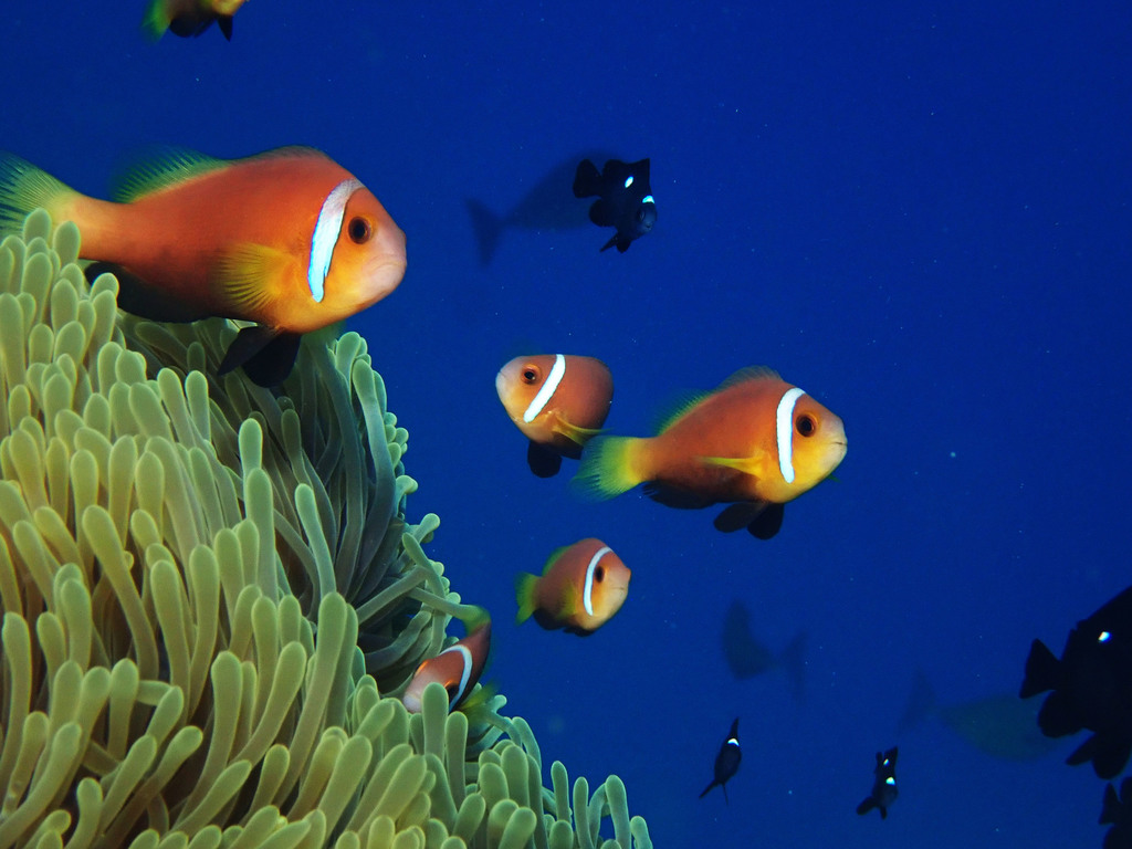 Blackfin Anemonefish (Amphiprion nigripes) - Marine Life Identification