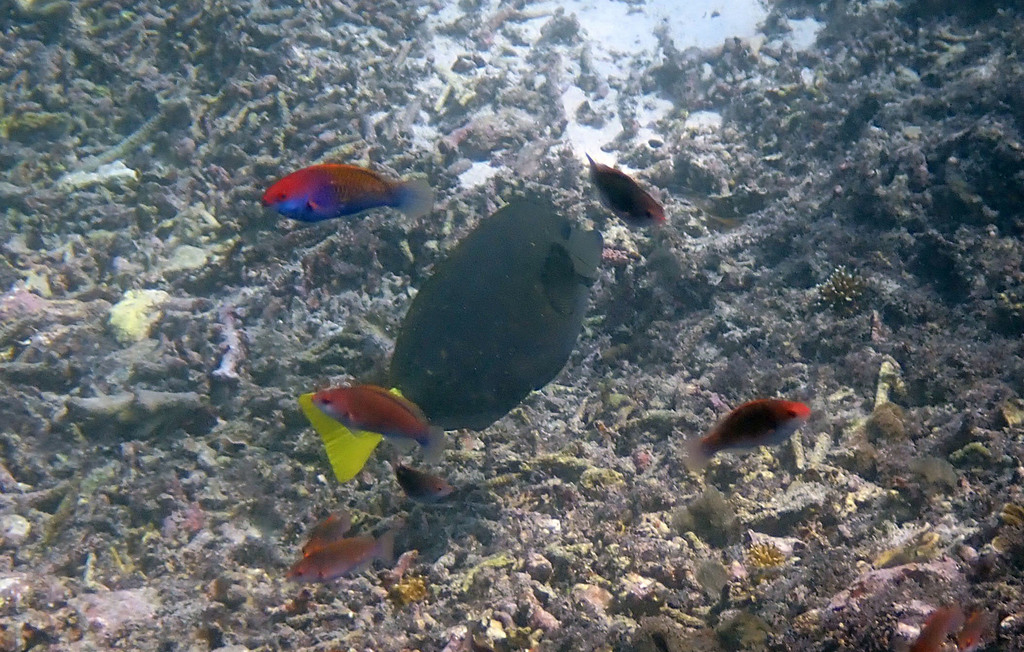 Indonesian Sawtail (Prionurus chrysurus) - Marine Life Identification