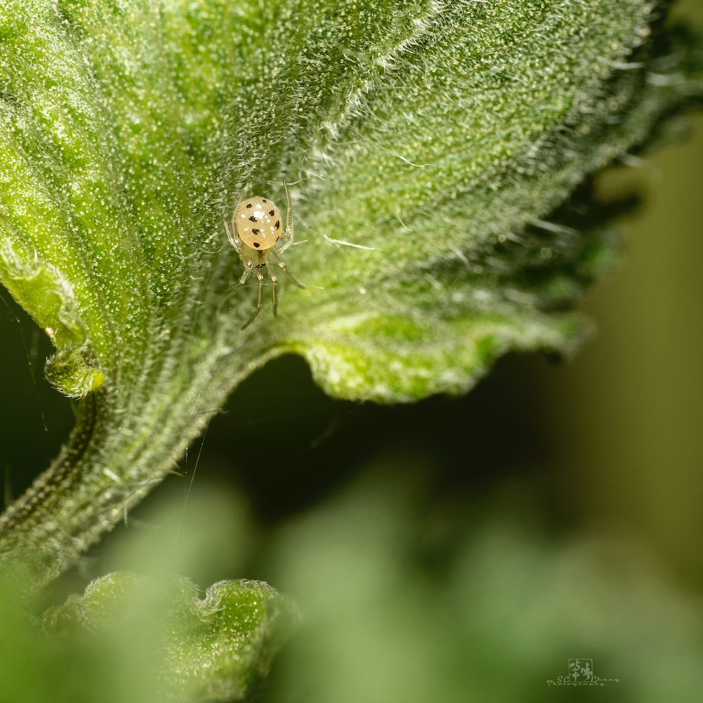 Coleosoma octomaculatum from 台灣台中市北區臺中 on January 11, 2020 at 11:26 AM ...