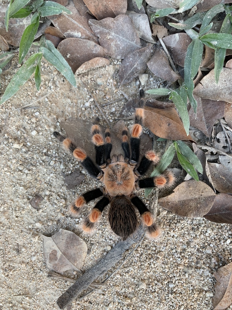 Mexican Redknee Tarantula in January 2020 by brandon_dietrich · iNaturalist