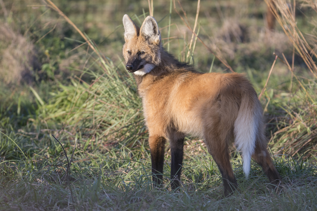 (Chrysocyon) - Know Your Mammals