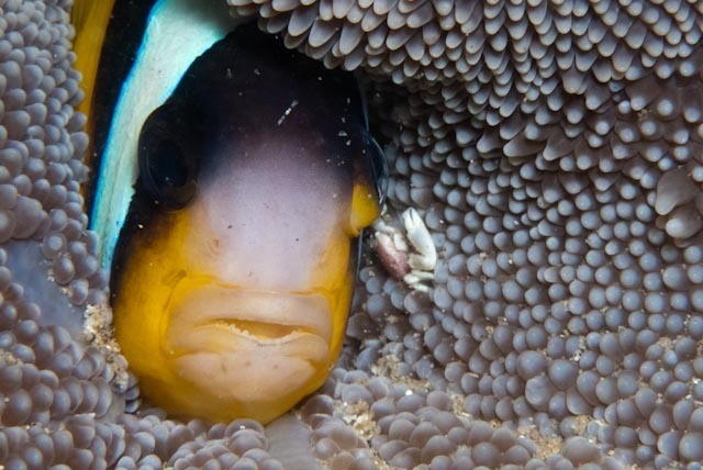 Allard's Anemonefish (Amphiprion allardi) - Marine Life Identification