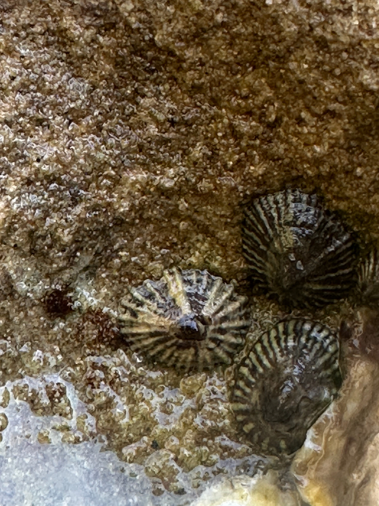 Denticulated Siphon Shell from Ku-Ring-Gai Chase, NSW, AU on November ...