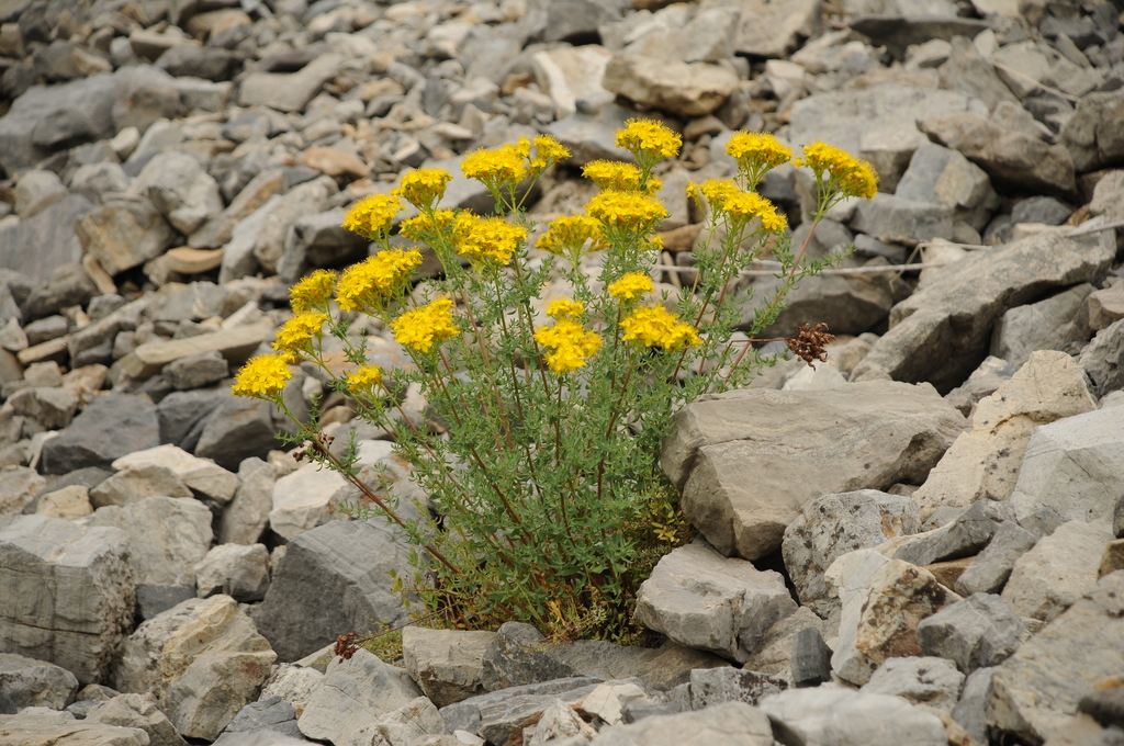 (Hypericum scabrum) - Botanical Realm
