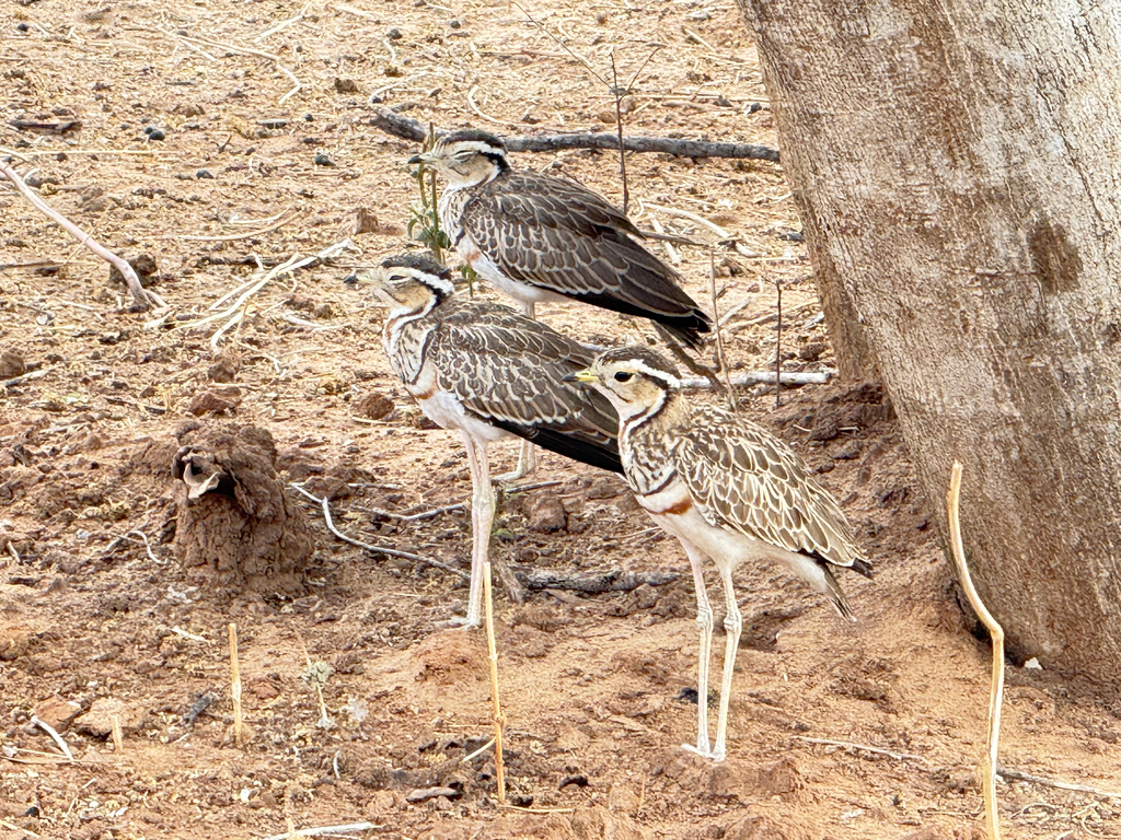 Three-banded Courser (Rhinoptilus cinctus) - Avian Discovery