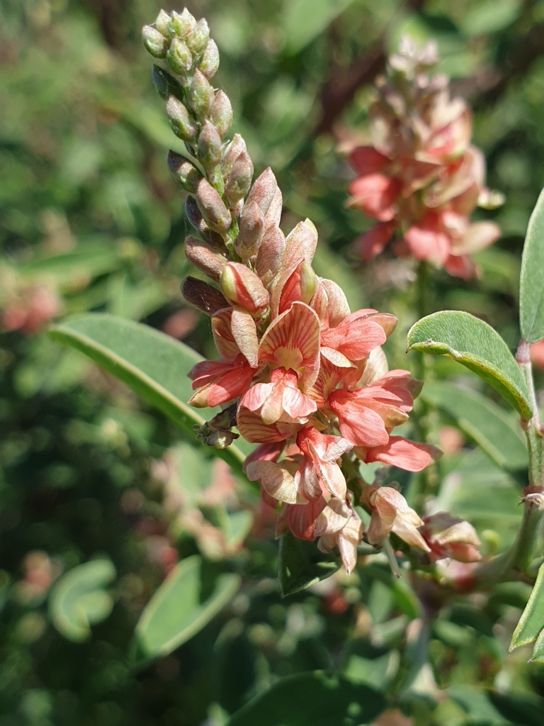 Indigofera oblongifolia (Weeds of Broome and surrounds) · iNaturalist