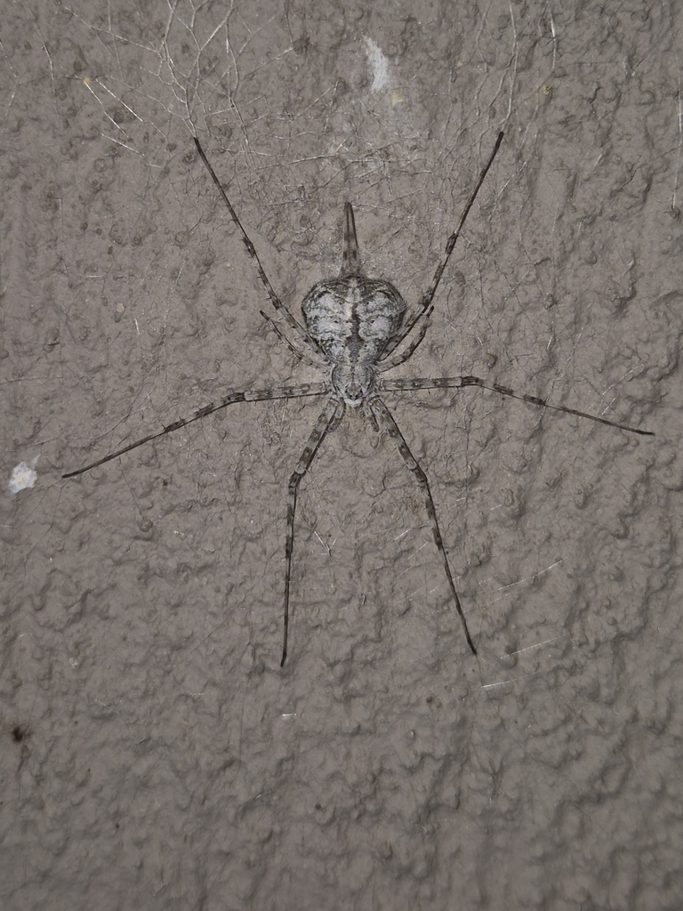 Common Long Spinnered Tree Spider from Maruleng, Afrique du Sud on ...