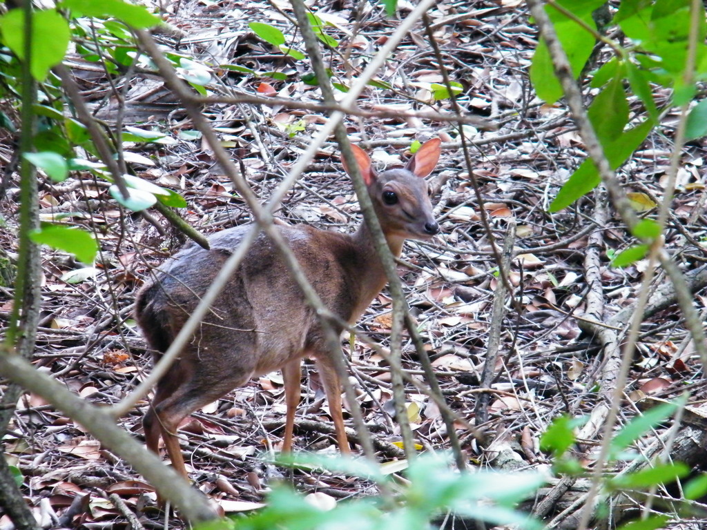 Suni (Nesotragus moschatus) - Know Your Mammals