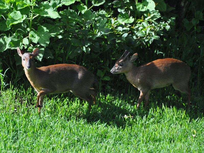 Suni (Nesotragus moschatus) - Know Your Mammals