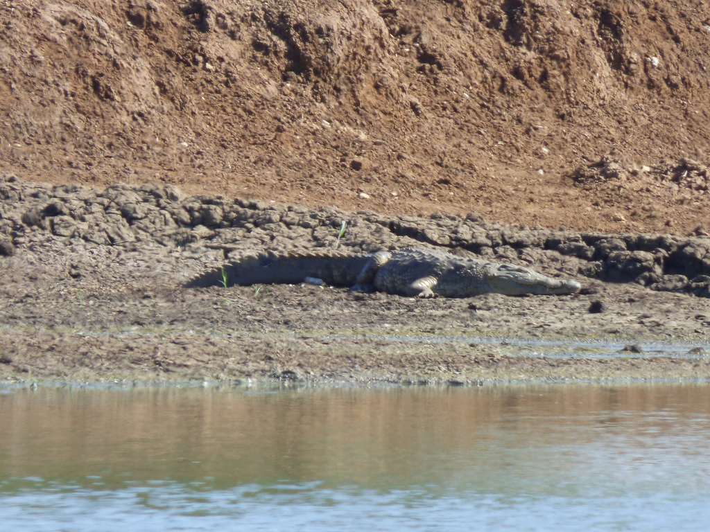 Southern African Crocodile from Lubombo Region, Eswatini on October 31 ...