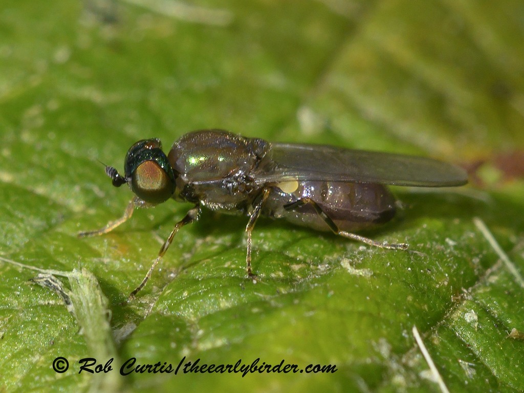 Black-horned Gem Fly from McClaughry Springs Woods, Palos Township, IL ...