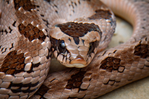 Night Adders (Causus) - Snakes and Lizards