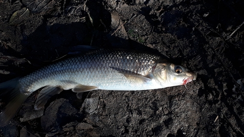 Algerian Barb (Luciobarbus callensis) · iNaturalist