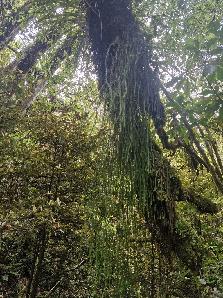 Hanging Clubmoss from Stratford 4391, New Zealand on November 23, 2025 ...
