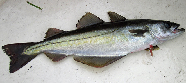 Atlantic pollock from Ullensvang, Norway on July 26, 2011 at 08:29 AM ...