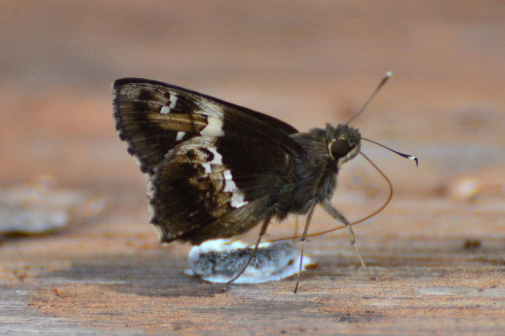 Tree Flitter (Butterflies of Kerala) · iNaturalist