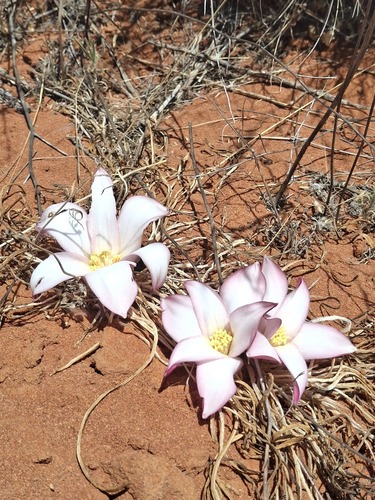 Subspecies Gethyllis ciliaris longituba · iNaturalist