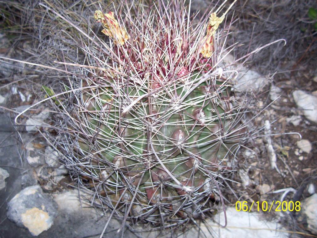 Turk's Head from Kinney County, TX, USA on June 10, 2008 at 07:14 AM by ...