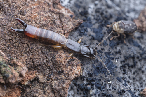 Parapsalis infernalis · iNaturalist